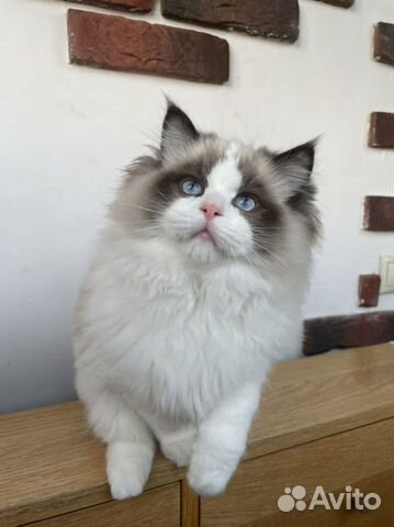 Рэгдолл Котенок, мальчик 4 месяца