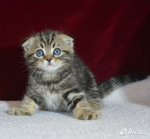 Вислоушка мраморная