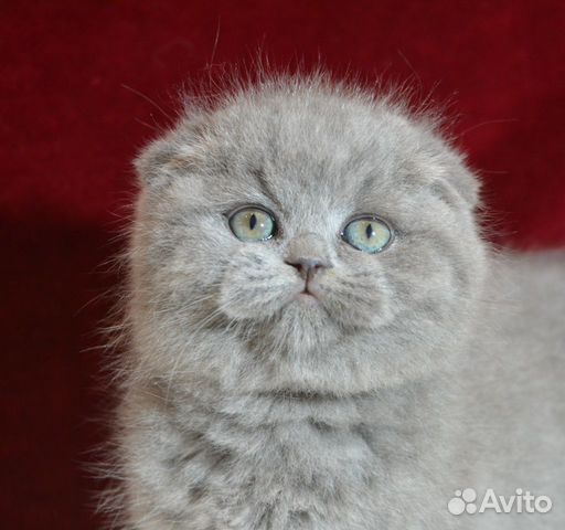 Скоттиш фолды, малыши