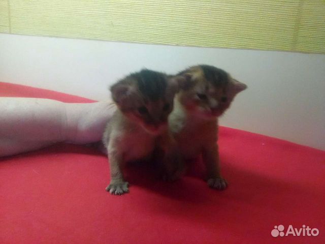 Абиссинские котята