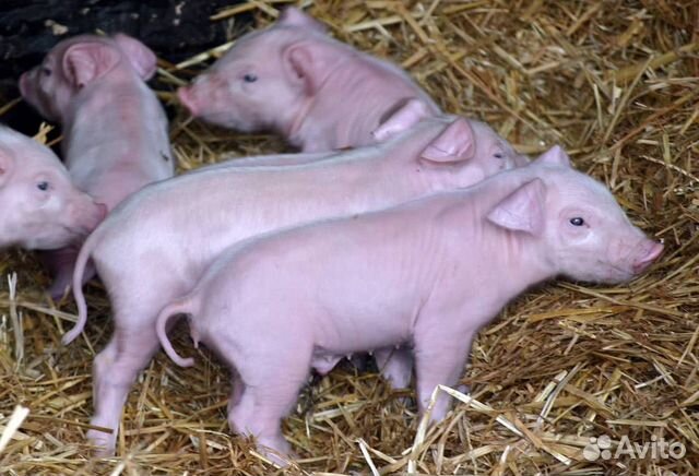 Поросёнок Ландрас