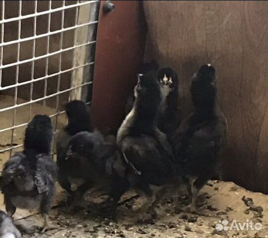 Инкубационное яйцо Амеруакана петух и курица