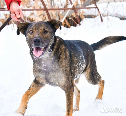 Собака кобель Техас на охрану