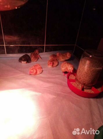 Цыплята и инкуб,яйцо