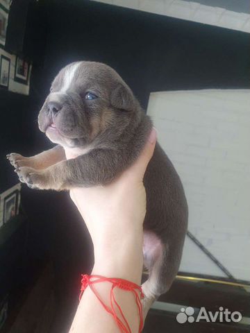 Американский булли девочка