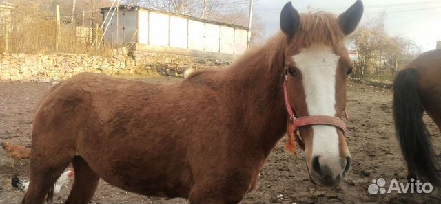 Продам лошадей