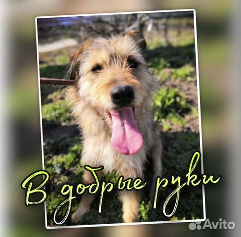 Вишенька в добрые руки