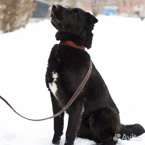 Большой и добрый пес ищет дом