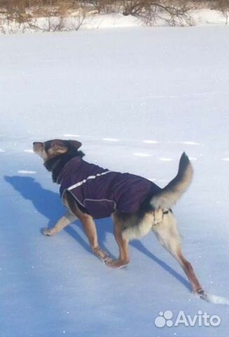 Джули. Собака в заботливые руки