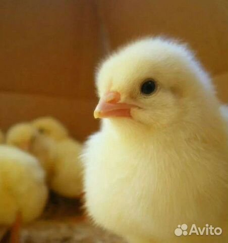 Цыплята