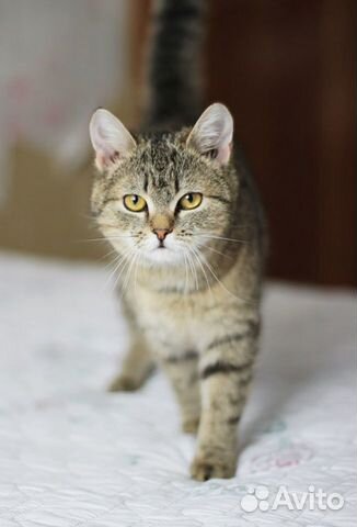 Ласковая кошечка в добрые руки