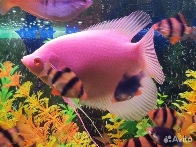 Гурами альбинос