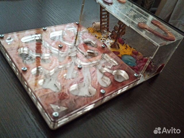 Муравьиная ферма без муравьёв