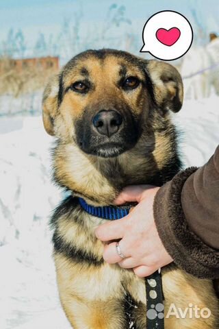 Собака в добрые руки