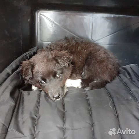 Девочка в добрые ручки