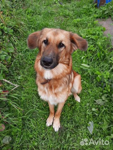 Пёс Гриша ищет хозяина. Отдадим в хорошие руки