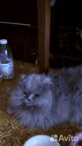 Кот метис экзота