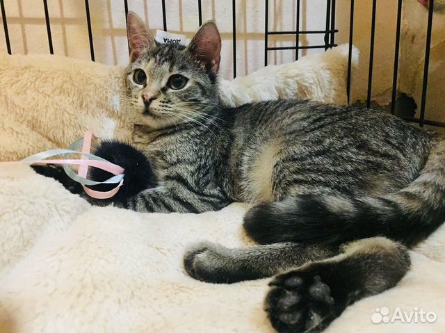 Котенок Лялька