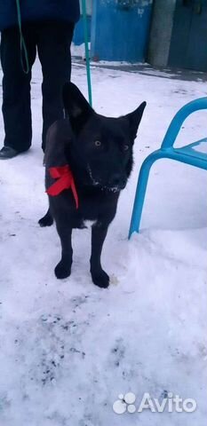 Настоящий друг Лэсси