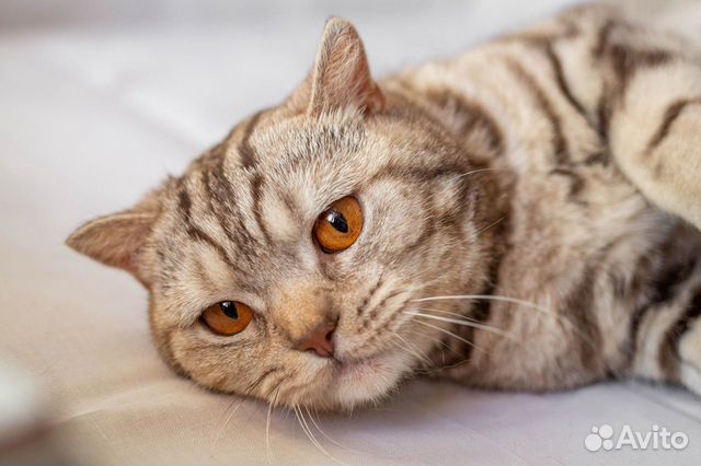 Кот