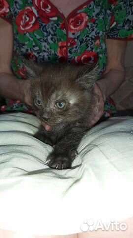 Котята, котятки, мурлыкалки
