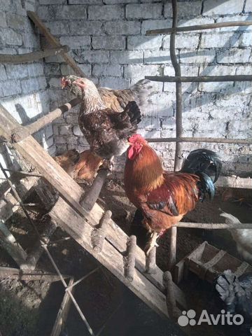Продаю петуха