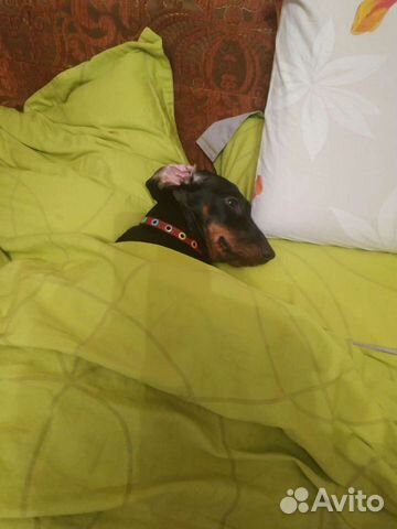 Вязка девочки таксы