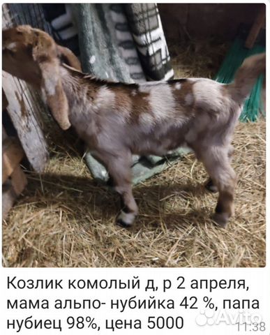 Козлята на продажу