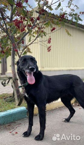 Черный бриллиант в добрые руки, девочка