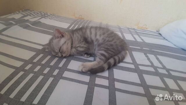 Шотландские котята
