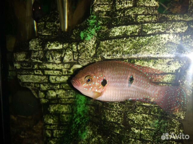 Хромис красавец и чернополосая цихлозома