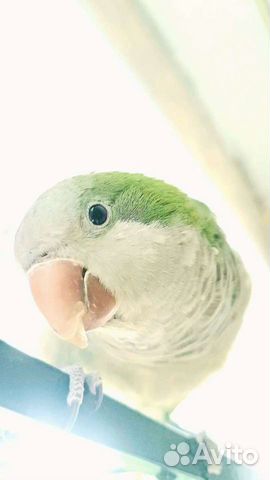 Попугай монах калита квакер