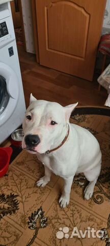 Отдадим в хорошие руки Амстаффа