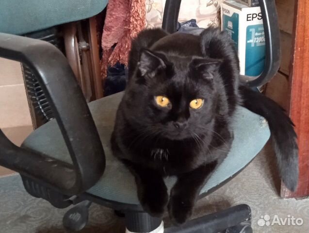 Вязка. Шотландский котик приглашает