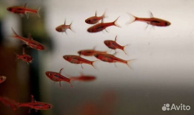 Расбора бригитта