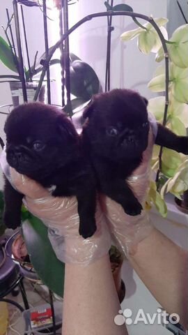 Черные и бежевые щенки мопса