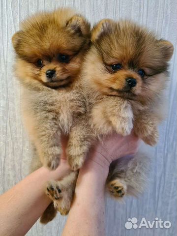 Мини-малышки