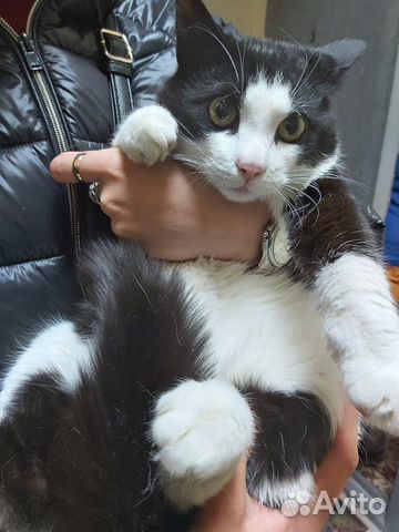 Кот в добрые руки