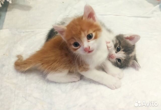 Котята в добрые руки