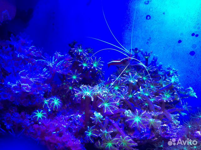 Коралл живой Корнулярия Папайя