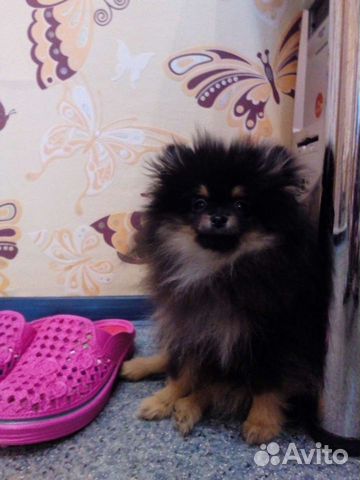 Шпиц девочки