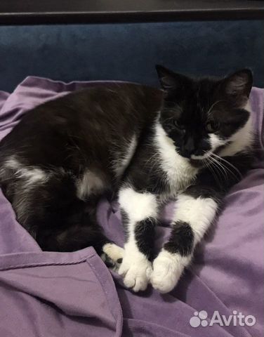 Кошка