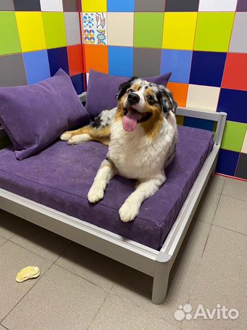 Вязка кабеля - австралийская овчарка (аусси)