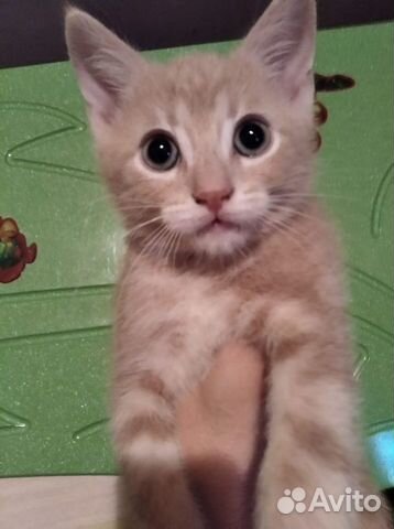 Котенок