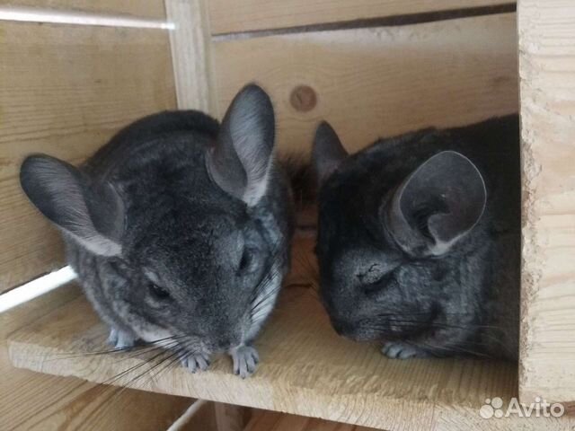 Шиншиллы, две девочки, 24.01.2021г