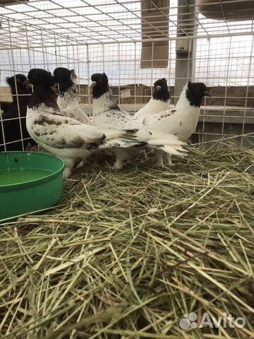 Иранские,Бакинские,Турецкие Голуби