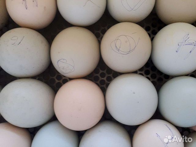 Продам инкубационное яйцо элитных кур