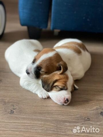 Щенки джек рассел терьер