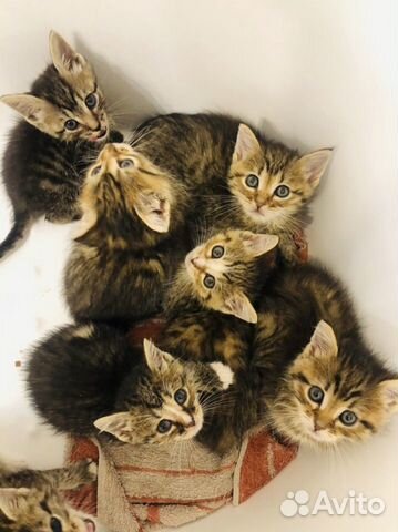 Котята в добрые руки