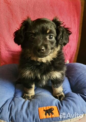 Щенки - метисы шпица и таксы (мини)